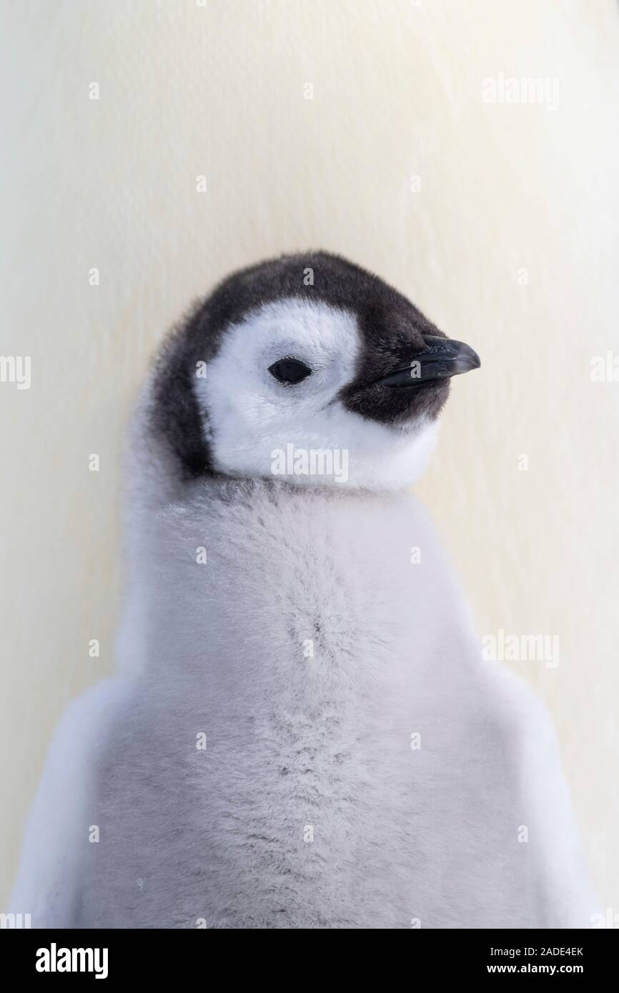 Emperor Penguin Breeding Cycle Australian Antarctic Division