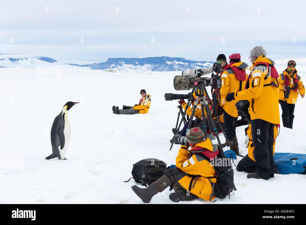 Emperor penguin tourism. Photographers and tourists filming an emperor ...