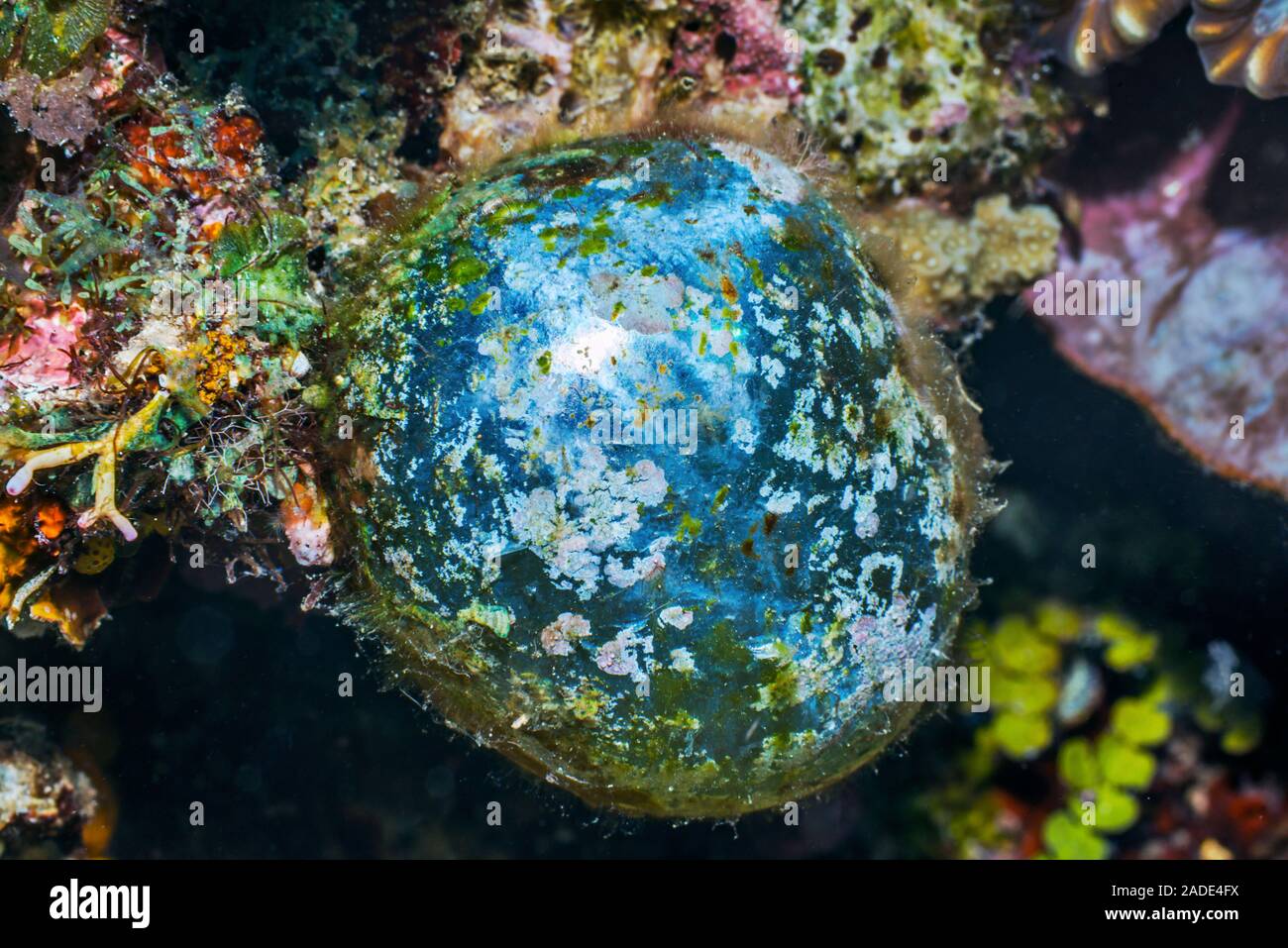 Valonia ventricosa green alga, known as bubble algae and sailor's ...
