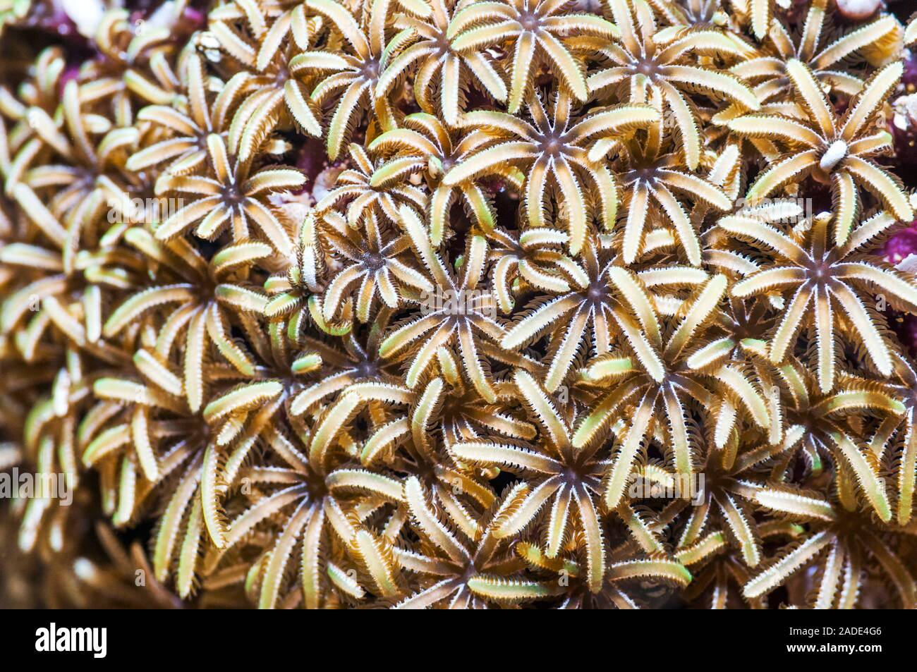 Organ pipe coral. Photographed off West Papua, Indonesia Stock Photo ...