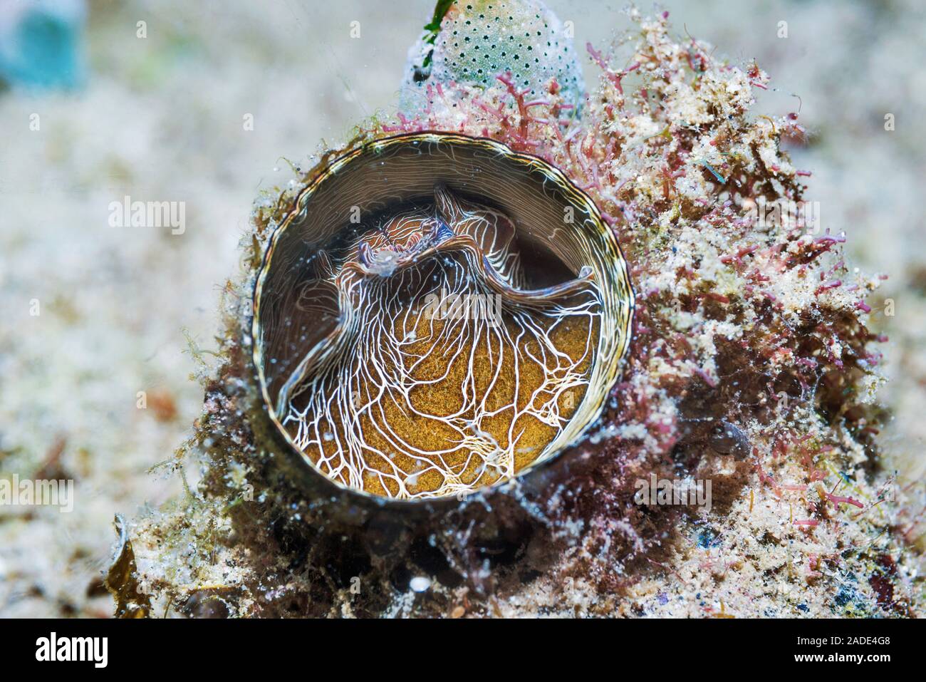 Vermetid worm snail. Vermetid worms, or worm snails, are a species of ...