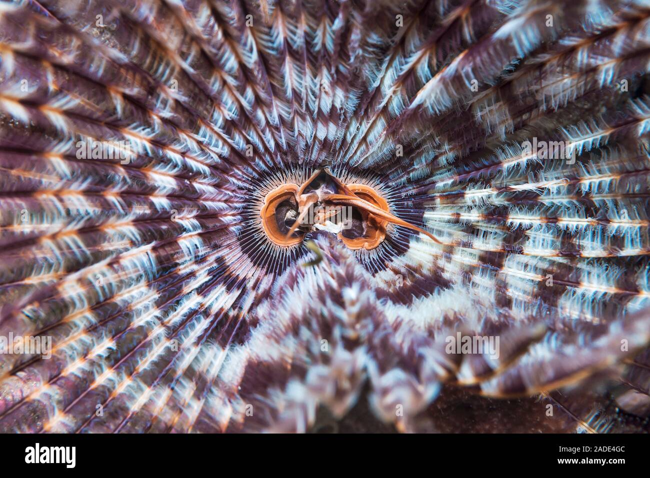 Sabella fan worm (Sabella fusca), close-up. Photographed in Lembeh ...