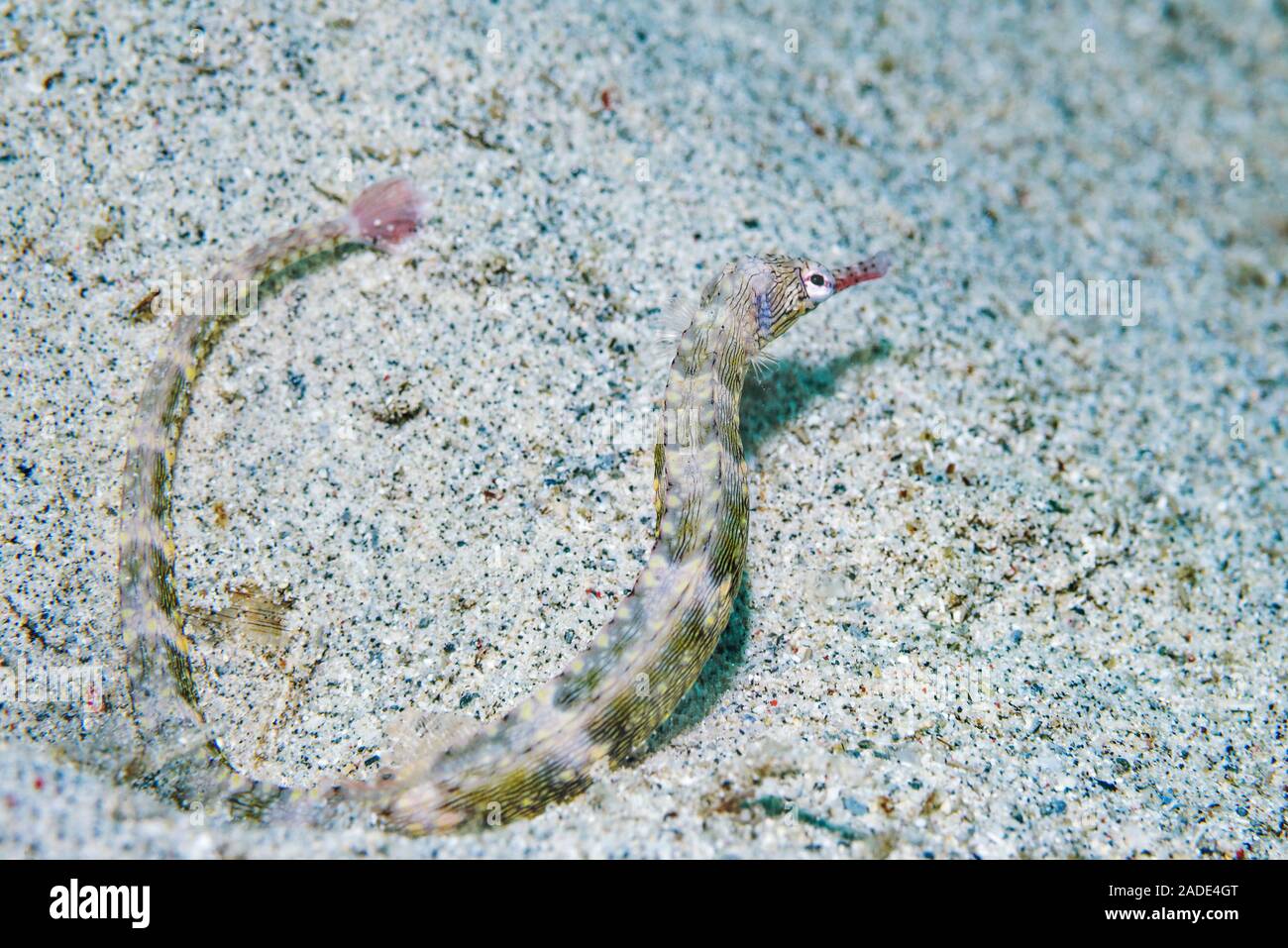 Reeftop pipefish (Corythoichthys haematopterus). Photographed off North ...