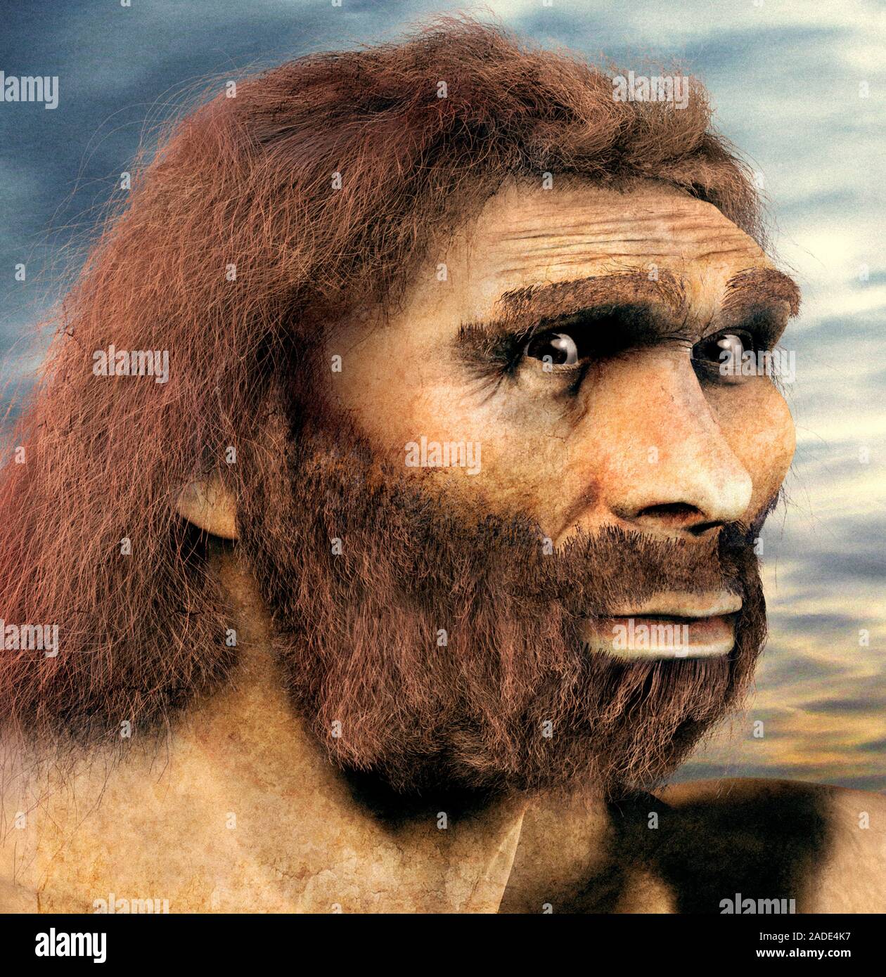 Neanderthal (Homo neanderthalensis), illustration. Neanderthals ...