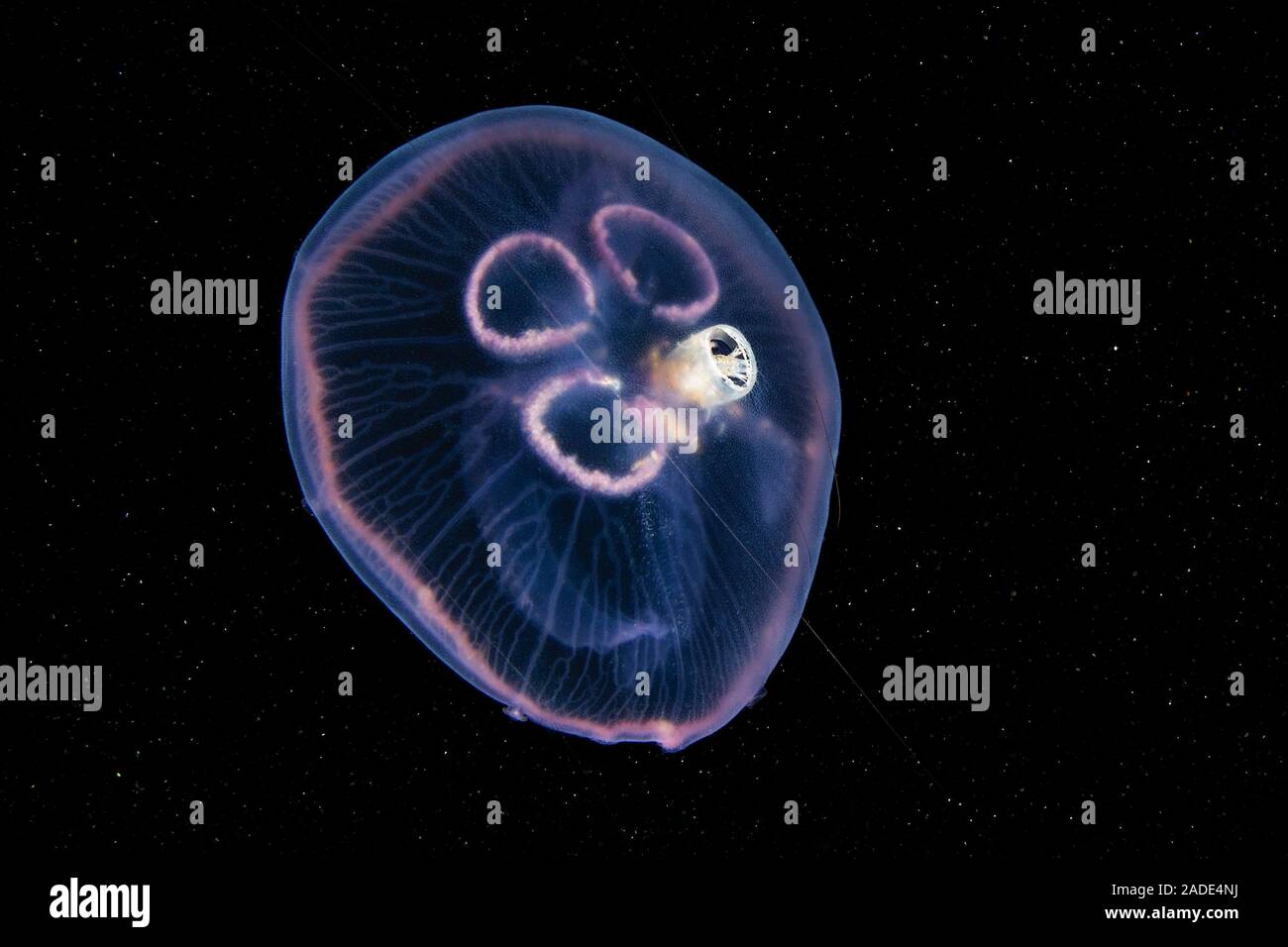 Amphipod inside a jellyfish. Small crustacean (Hyperia galba) inside ...