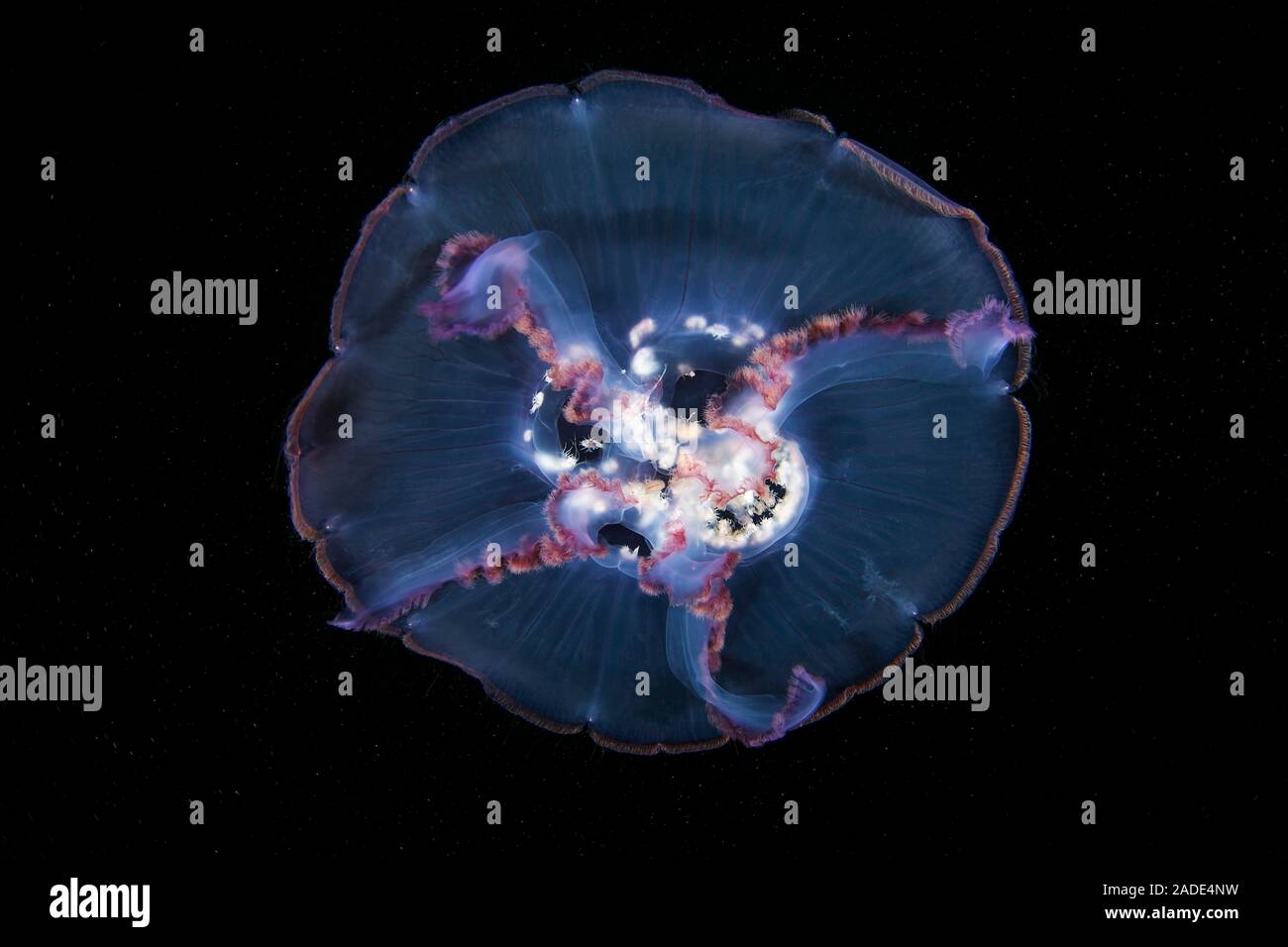 Amphipods inside a jellyfish. Small crustaceans (Hyperia galba) inside ...