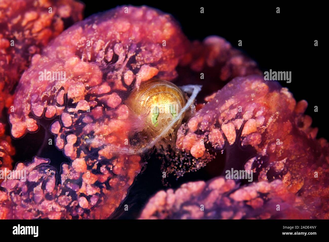 Amphipod inside a jellyfish. Small crustacean (Hyperia galba) inside ...
