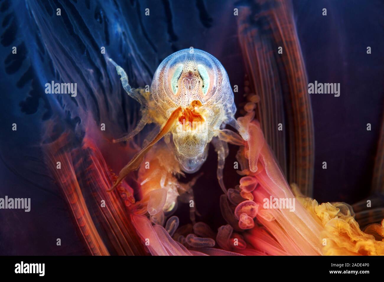 Amphipod inside a jellyfish. Small crustacean (Hyperia galba) inside ...