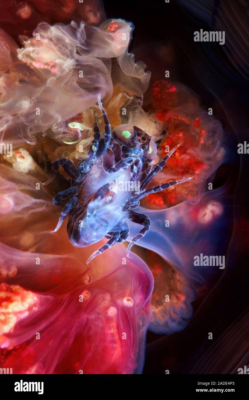 Amphipod inside a jellyfish. Small crustacean (Hyperia galba) inside a ...