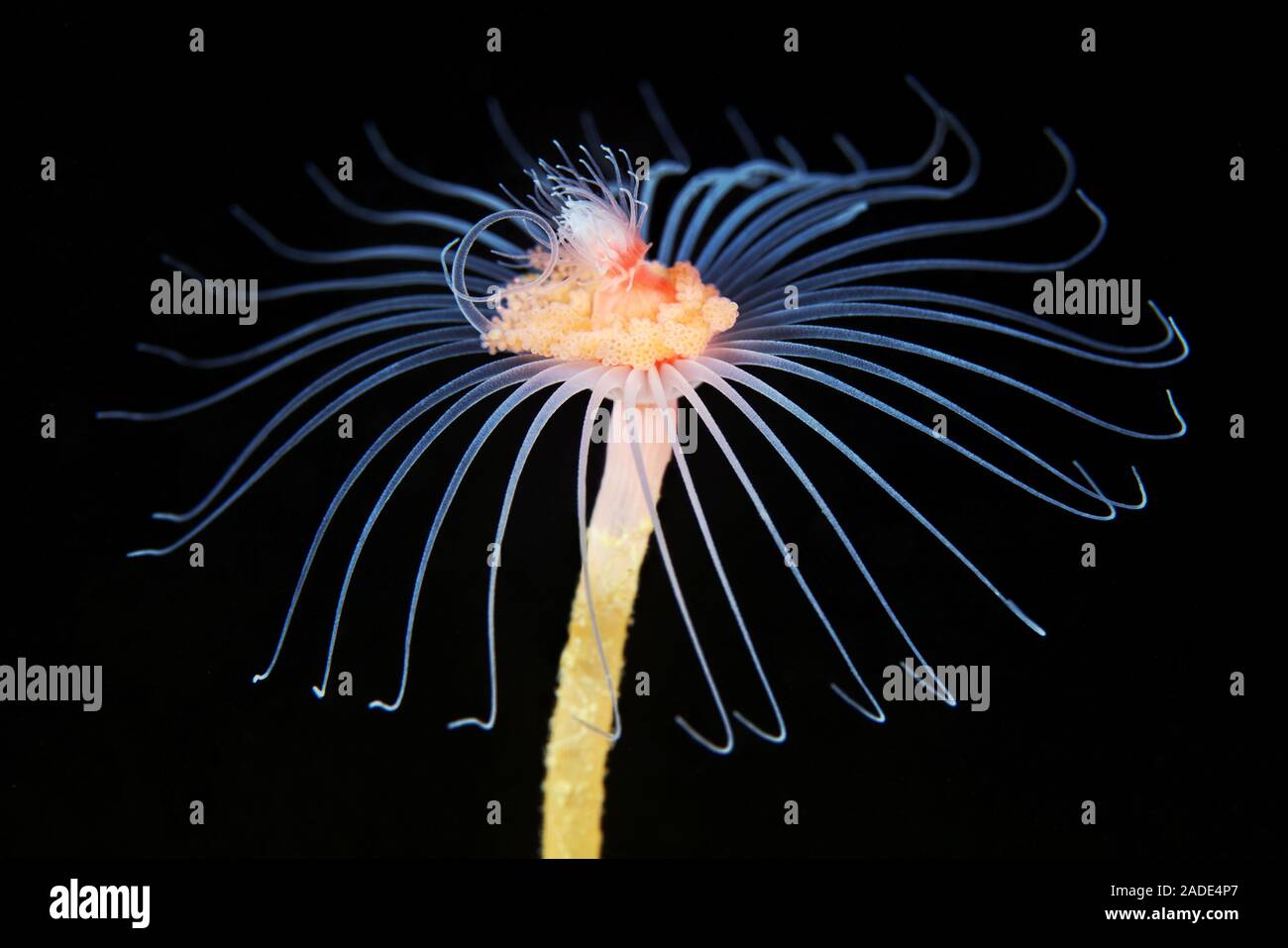 Tubularia hydroid (Tubularia indivisa). Hydroids are a type of ...