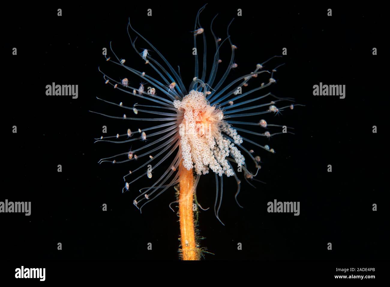 Crustaceans on Tubularia hydroid (Tubularia indivisa). Hydroids are a ...