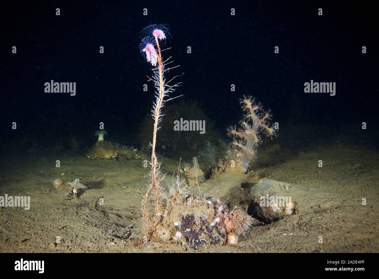 Tubularia hydroids (Tubularia indivisa) on the seabed. Hydroids are a ...