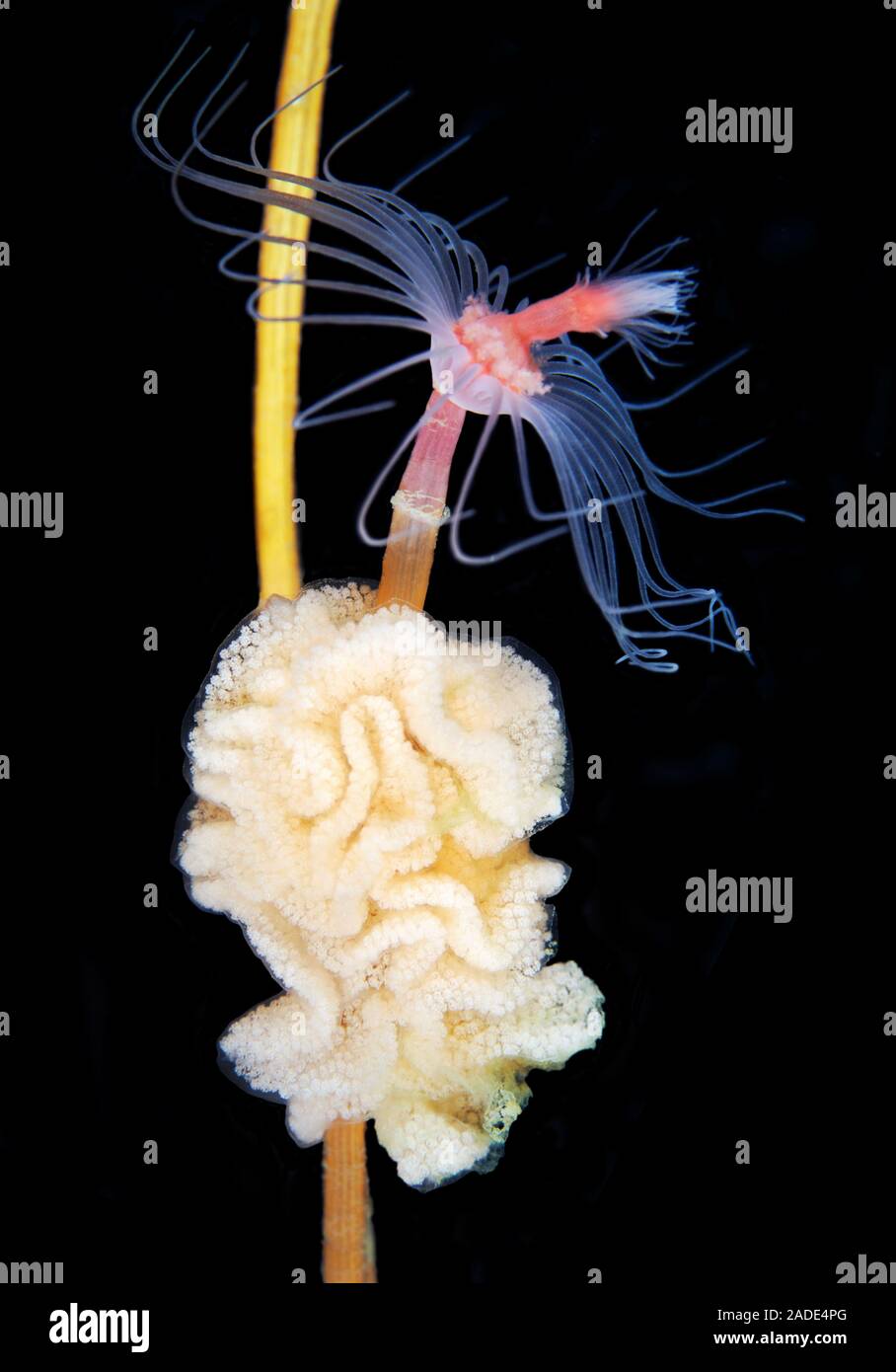 Tubularia hydroid (Tubularia indivisa) with Coryphella sea slug eggs ...