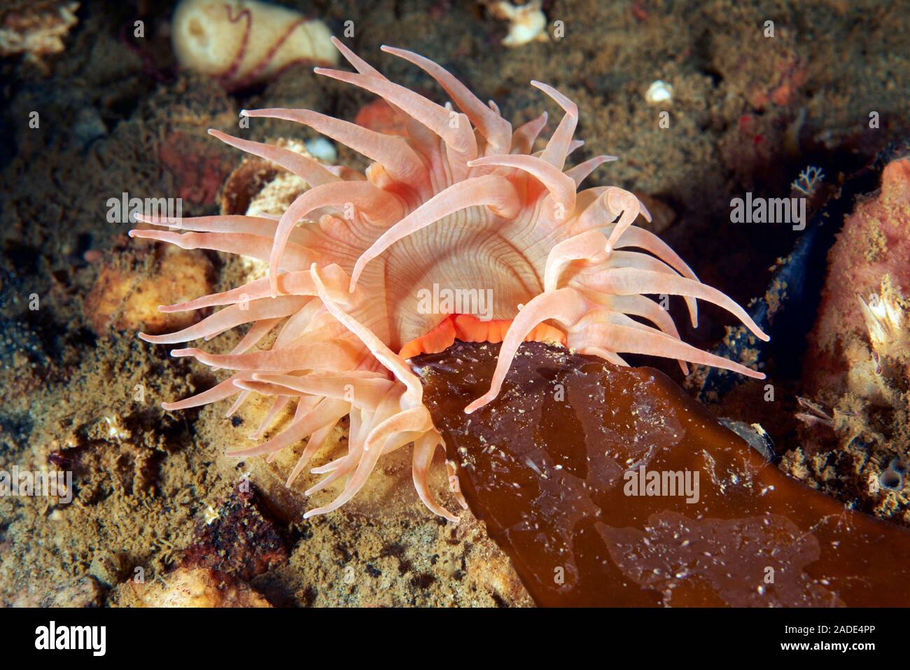 Stomphia sea anemone (Stomphia coccinea) feeding on a marine plant ...