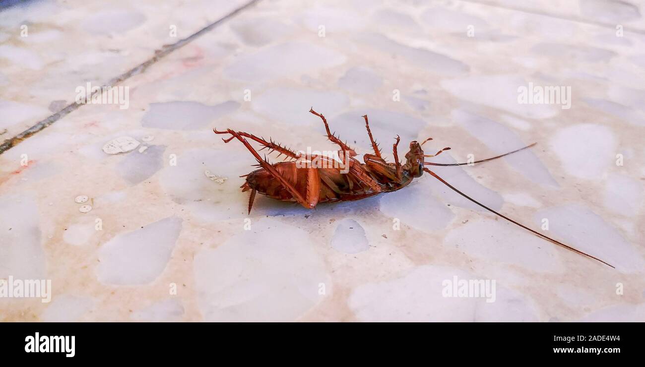 Poisoned dead American cockroach (Periplaneta americana) lying on its ...