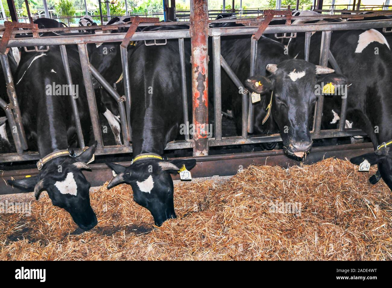 Cows on a dairy farm. Photographed at Kibbutz harduf, Israel Stock ...