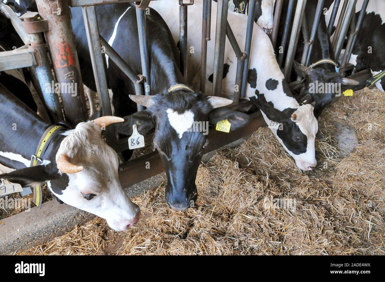 Cows on a dairy farm. Photographed at Kibbutz harduf, Israel Stock ...
