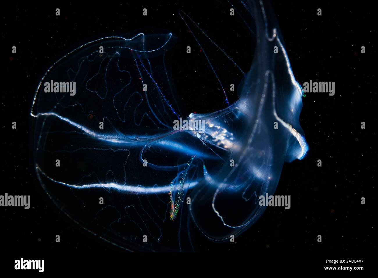 Bolinopsis comb jelly (Bolinopsis infundibulum) with its oral lobes ...
