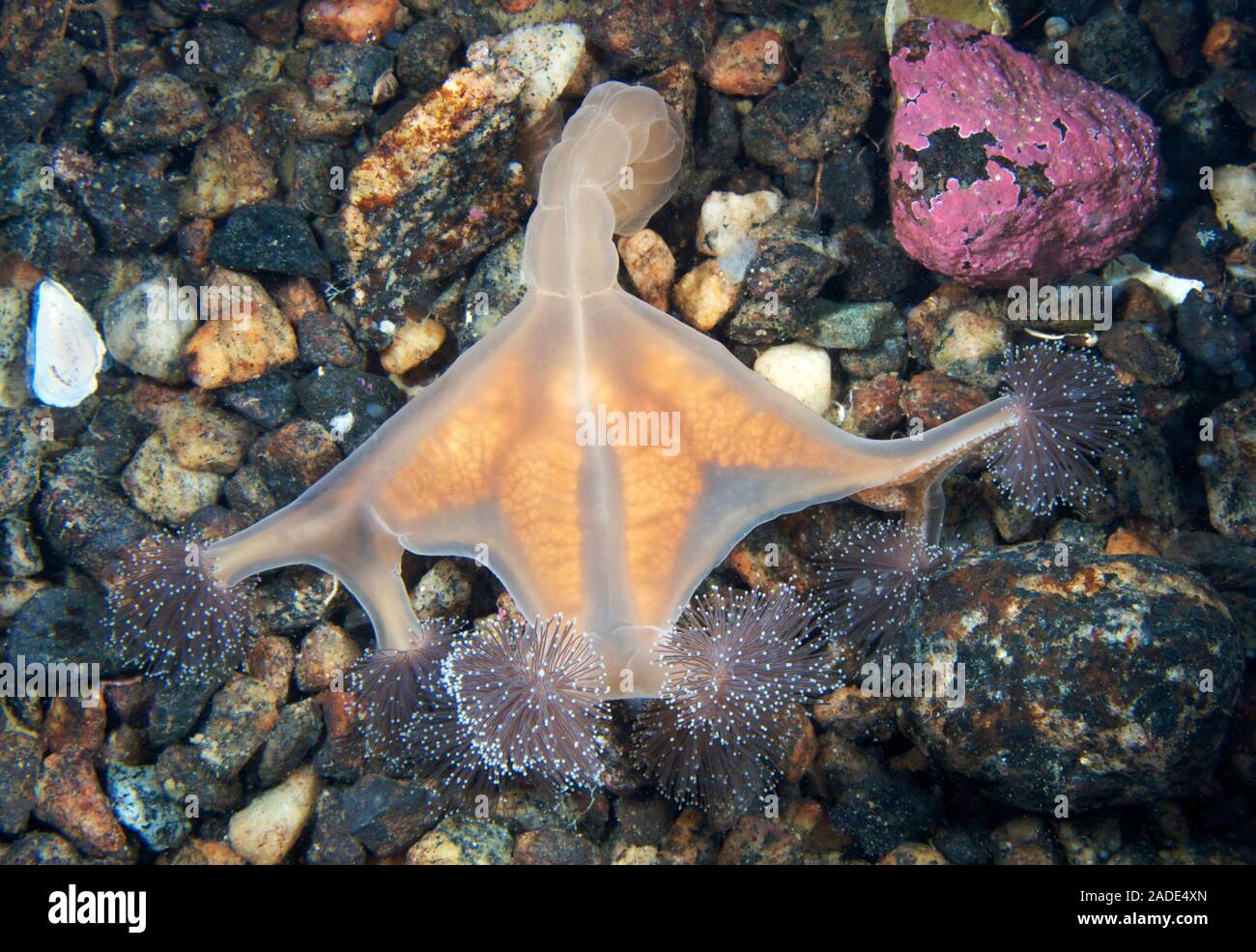 Lucernaria stalked jellyfish. The Stauromedusae (stalked jellyfish) are ...