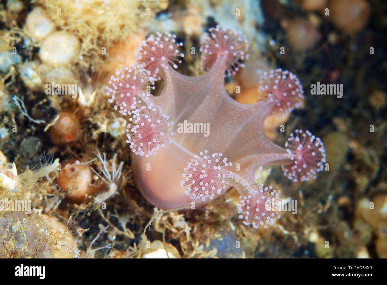 Lucernaria stalked jellyfish (Lucernaria bathyphila). The Stauromedusae ...