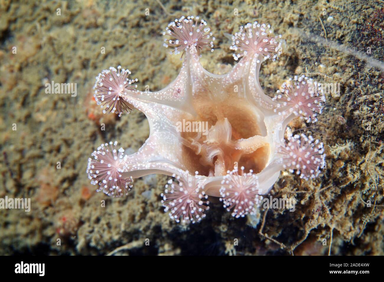 Lucernaria stalked jellyfish (Lucernaria bathyphila). The Stauromedusae ...