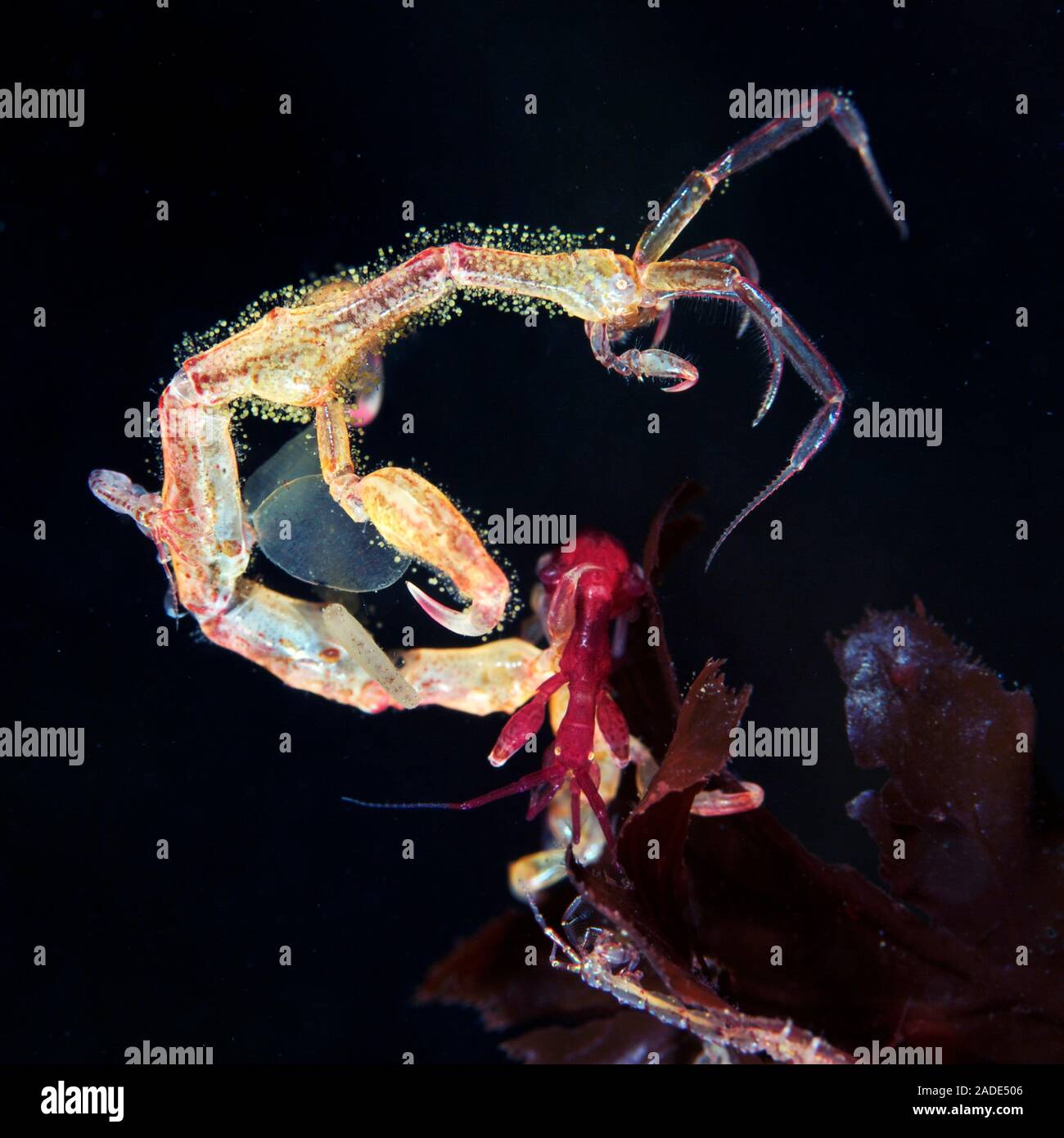 Skeleton shrimp (Caprella septentrionalis) waiting to catch its prey ...