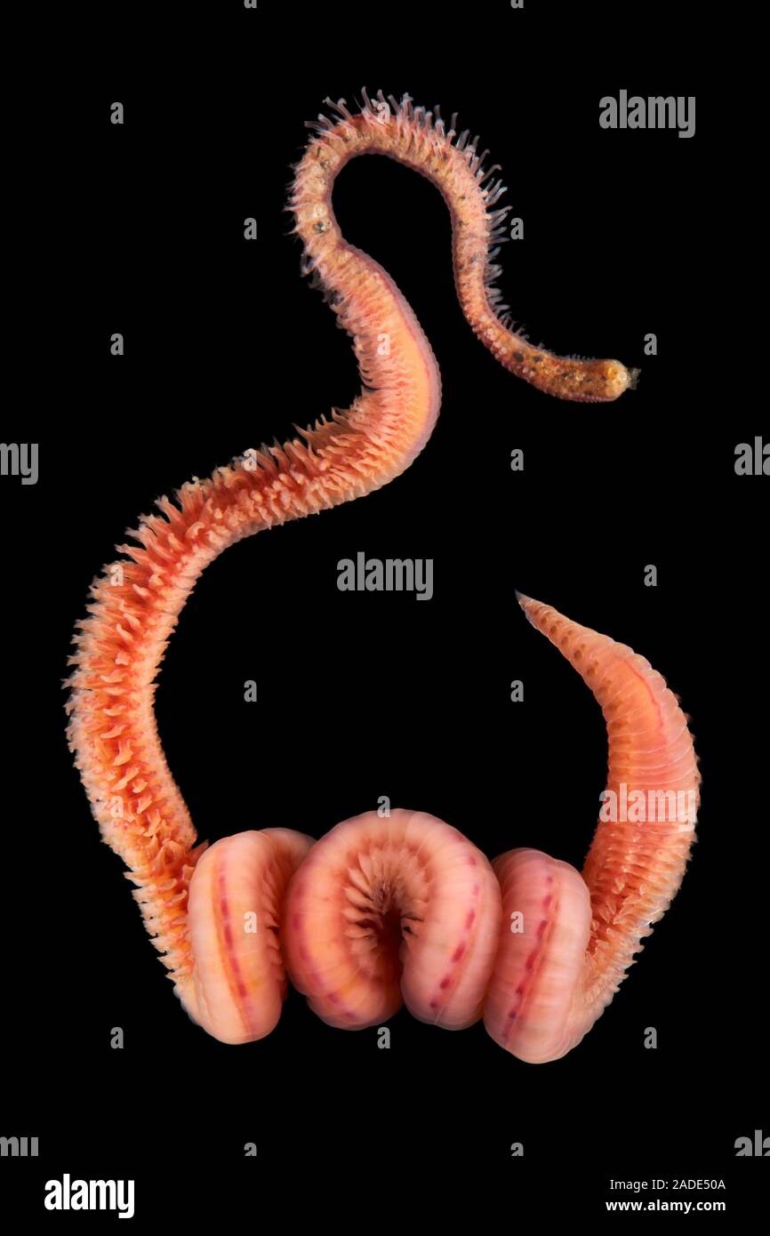 Scoloplos polychaete worm. Polychaete worms are also known as bristle ...