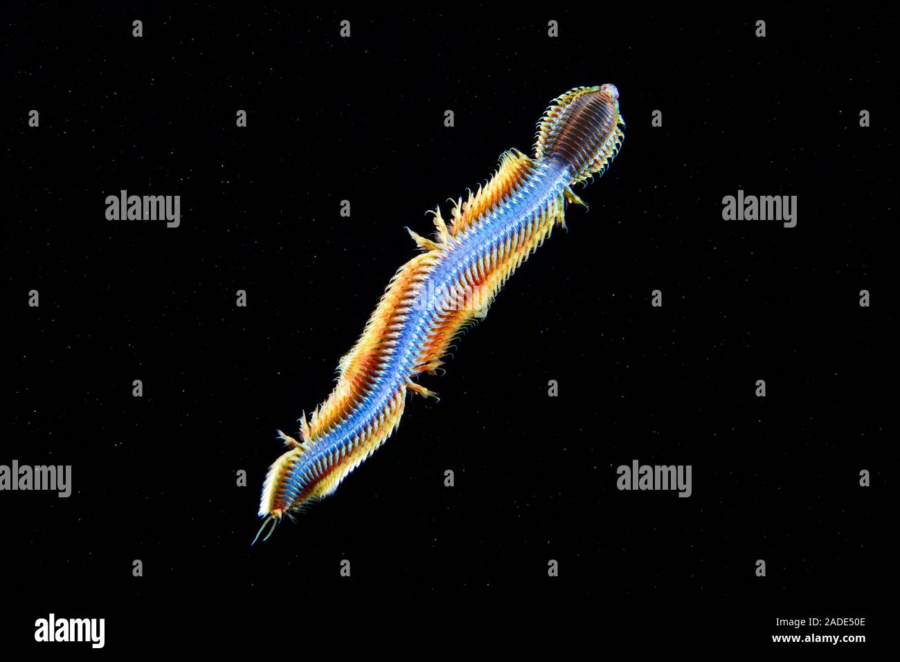 Nereis pelagica polychaete worm. Polychaete worms are also known as ...