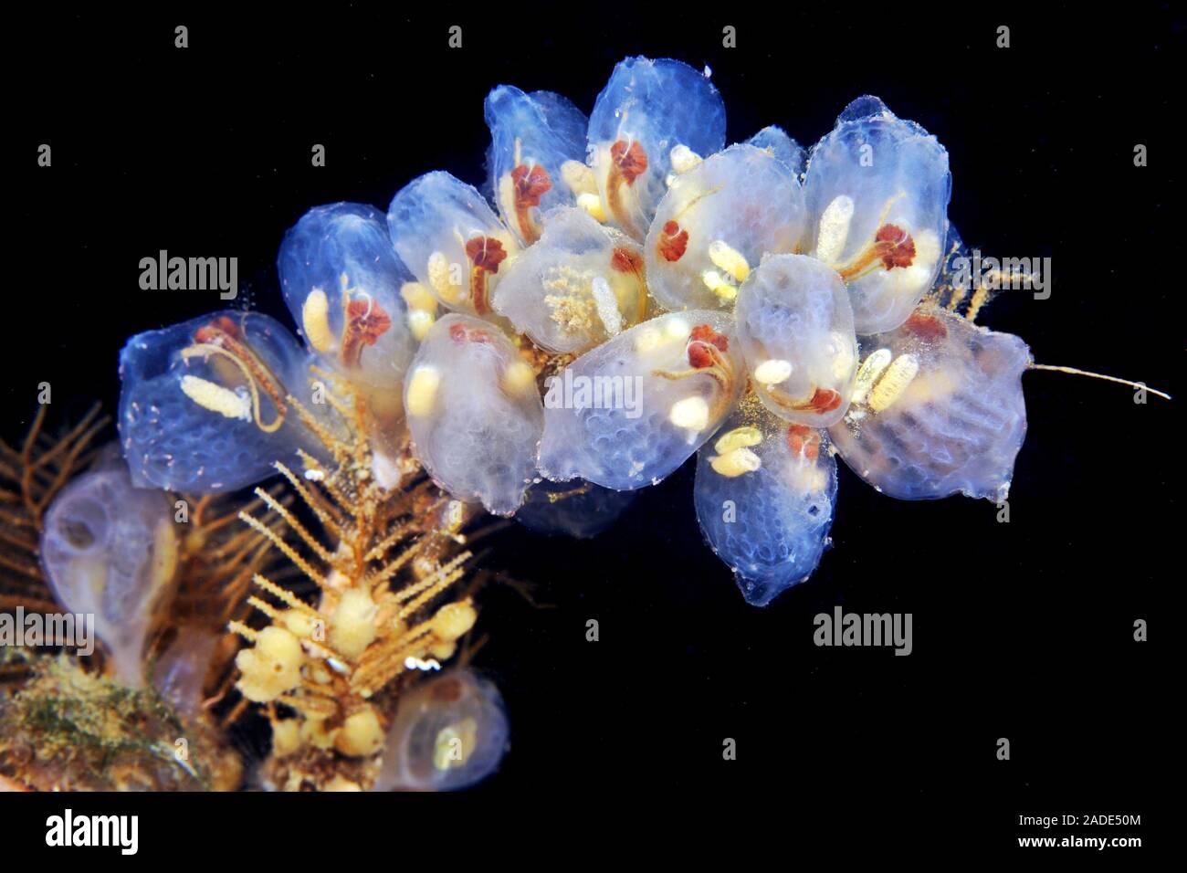 Molgula tunicates. Colonial ascidian tunicates (Molgula griffithsii ...