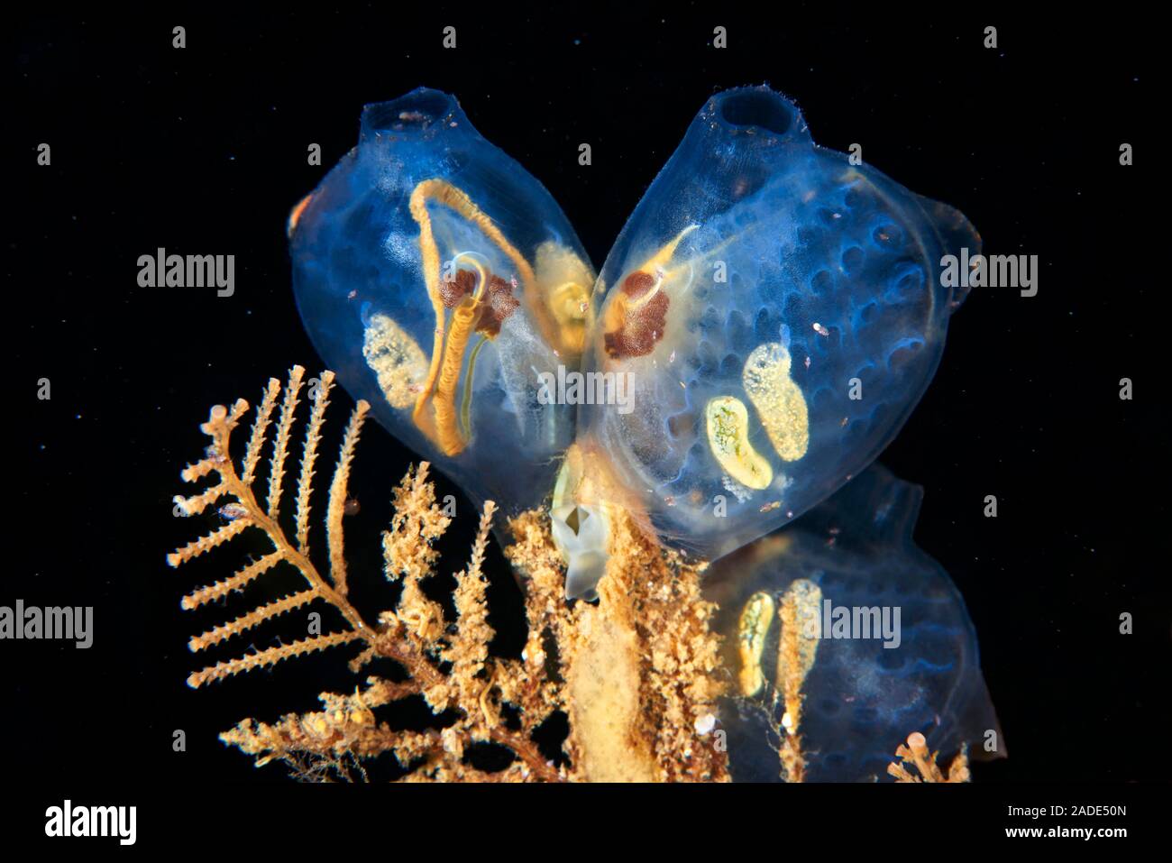 Molgula tunicates. Colonial ascidian tunicates (Molgula griffithsii ...