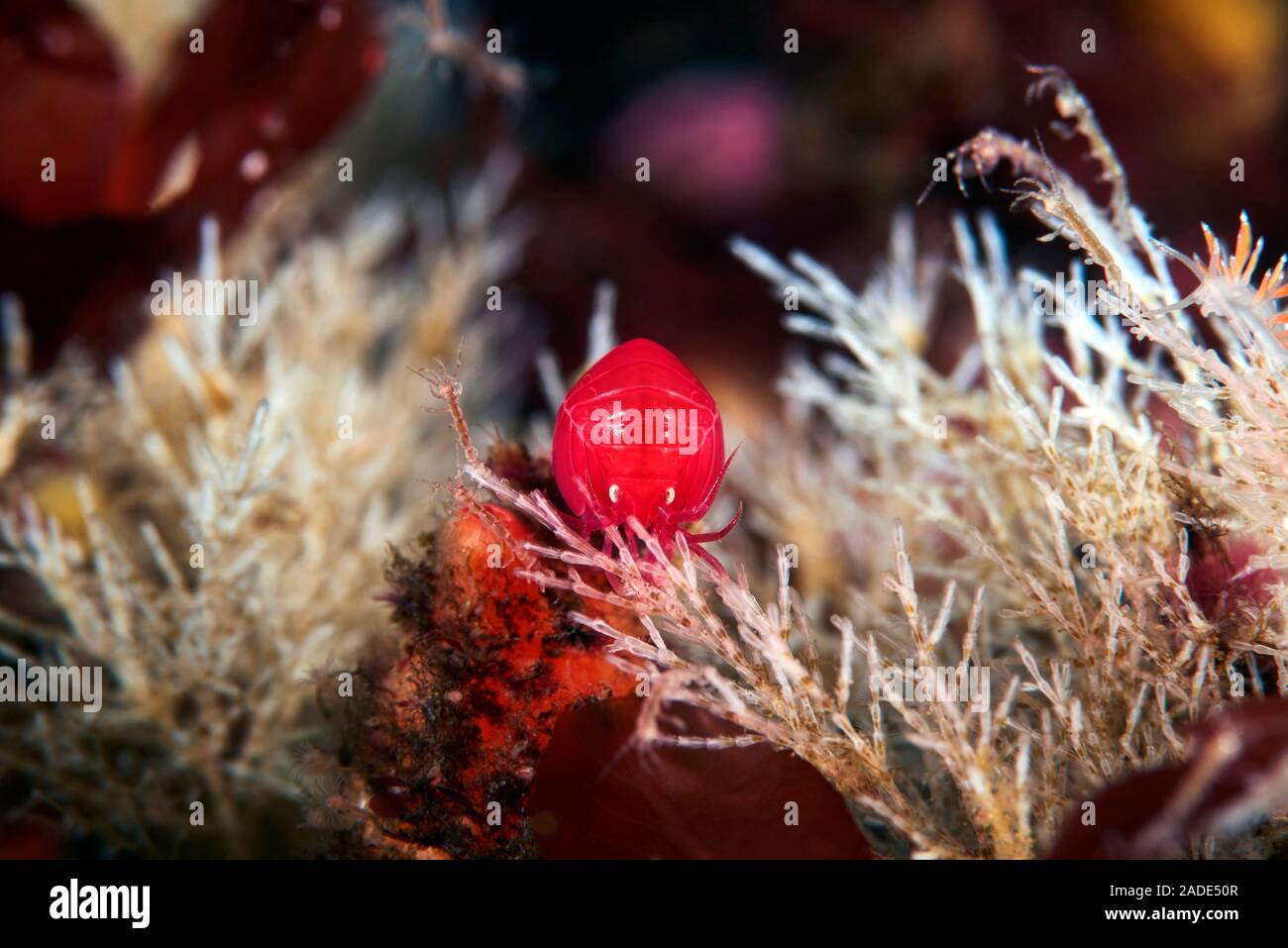 Acanthonotozoma amphipod crustacean (Acanthonotozoma inflatum ...