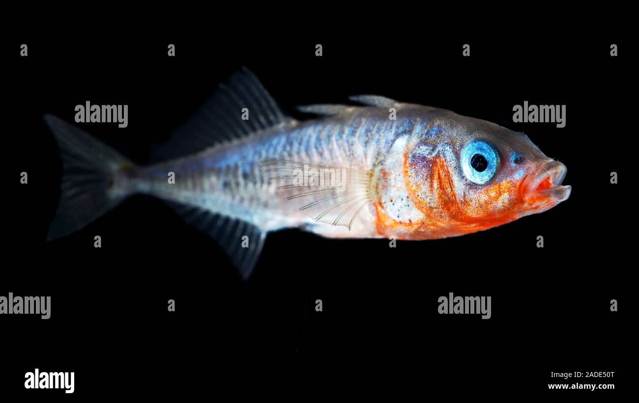 Three-spined stickleback (Gasterosteus aculeatus). Photographed in the ...