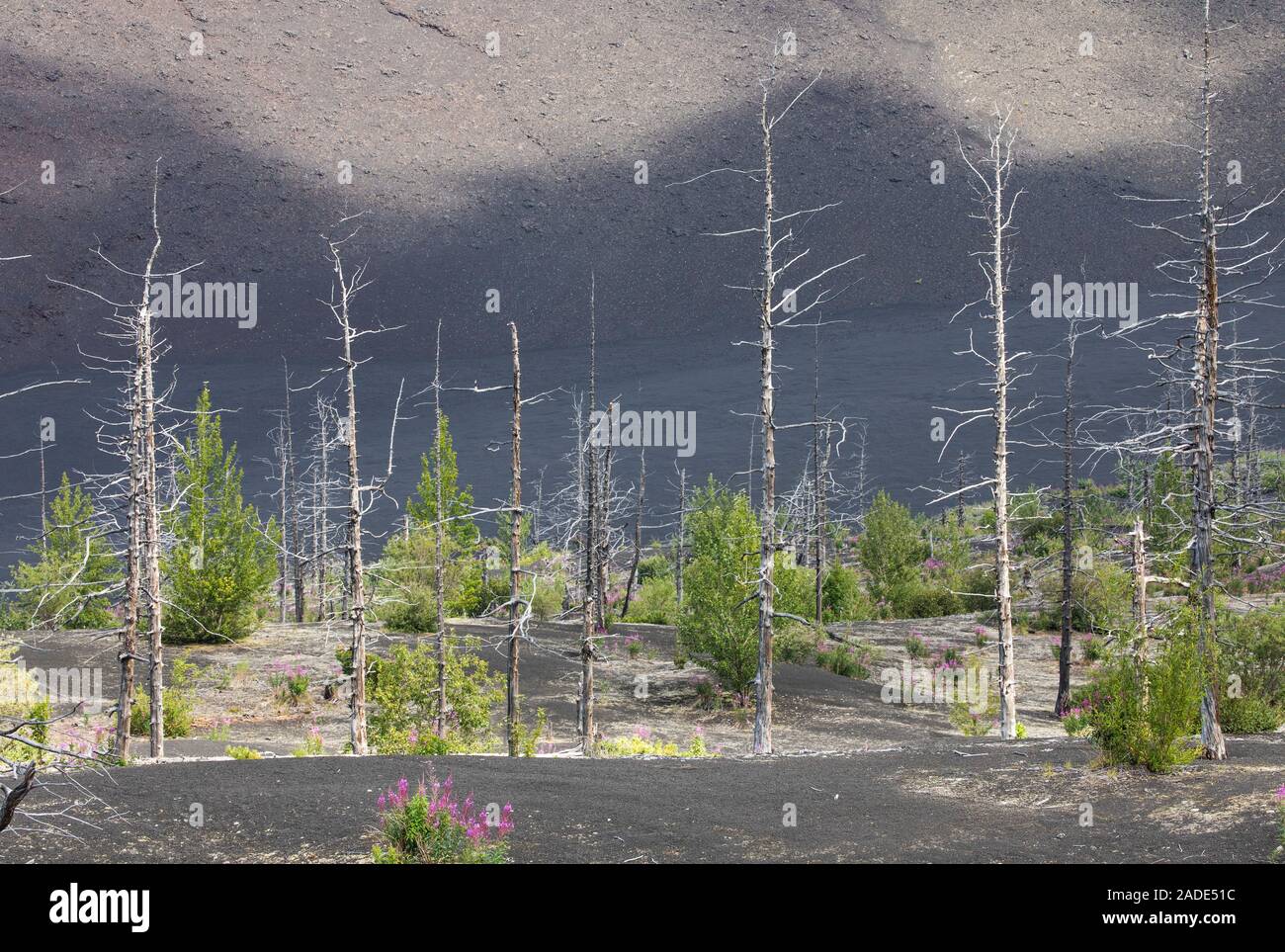 Ancient larch trees lie buried in volcanic ash and lava from the 2012 ...