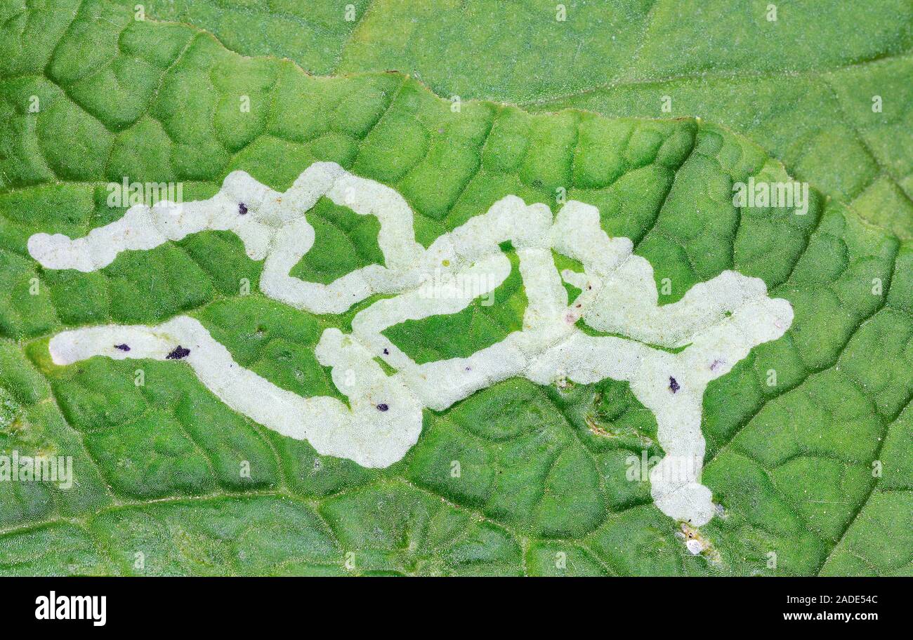 Close-up of a Primrose leaf mine caused by the larva of a fly ...