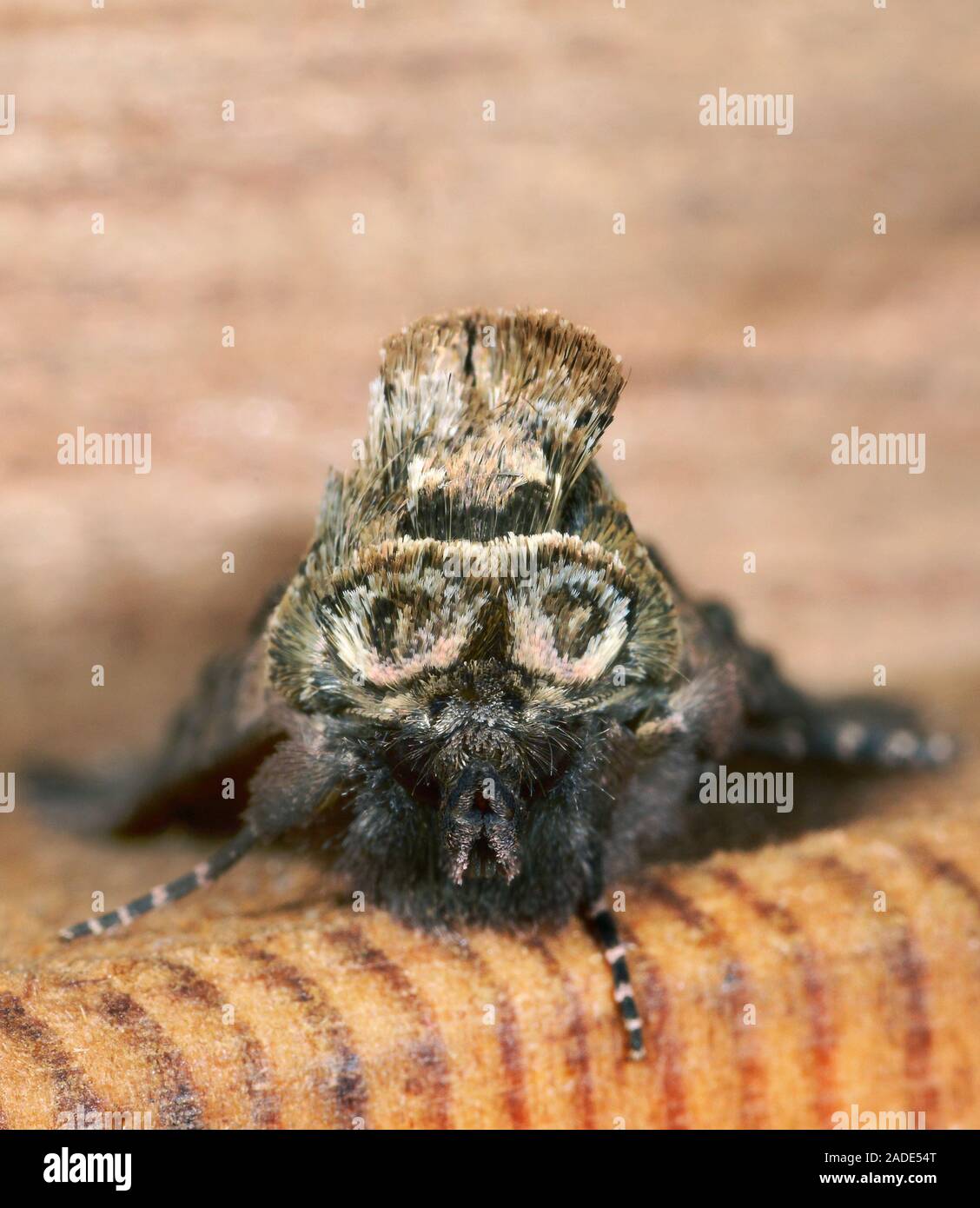 An extreme front view close-up of a Spectacled moth (Abrostola ...