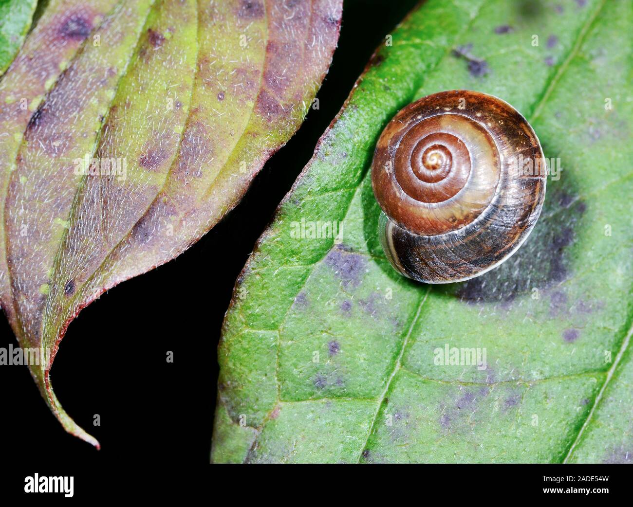 Close-up of a Strawberry snail shell (Trochulus striolatus) attached to ...