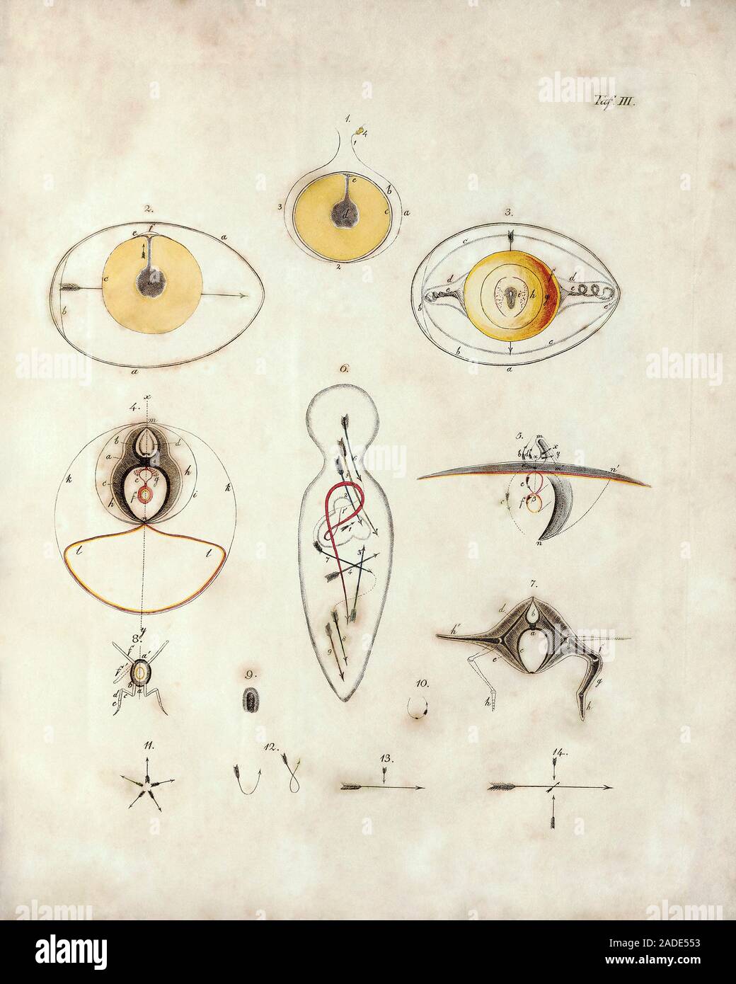 Comparative embryology by von Baer. 19th-century illustration of the ...