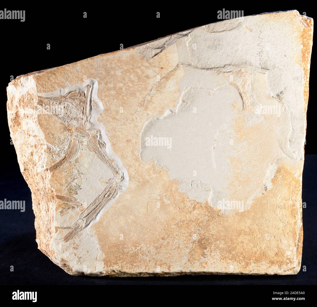 Archaeopteryx Fossil Archaeopteryx Sp Dinosaur Fossil Archaeopteryx