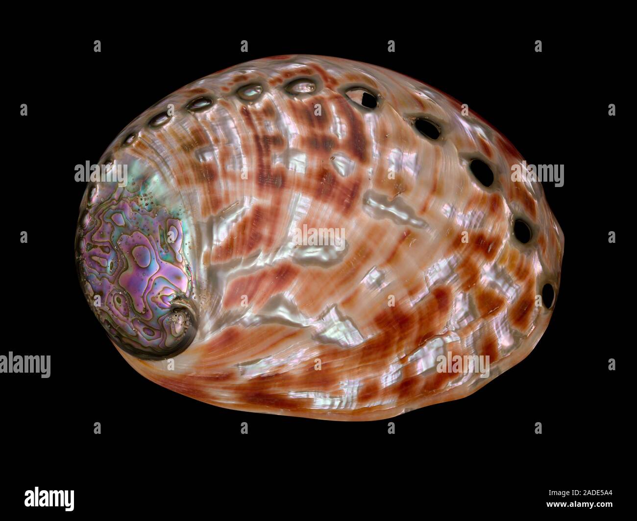 Abalone (Haliotis rufescens) shell. Large empty shell from a red ...