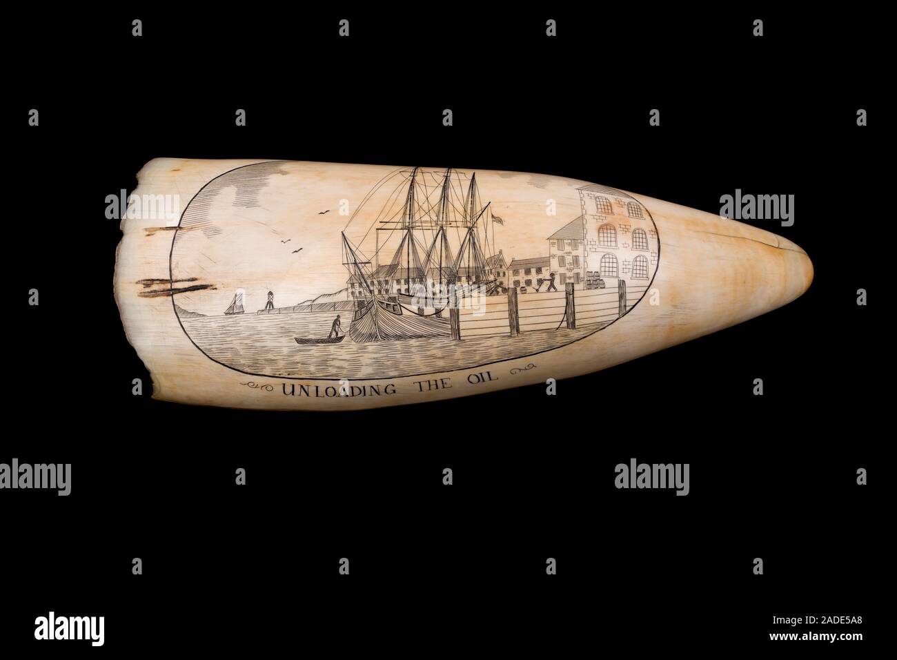 19th Century scrimshaw. 19th Century sperm whale (Physeter ...