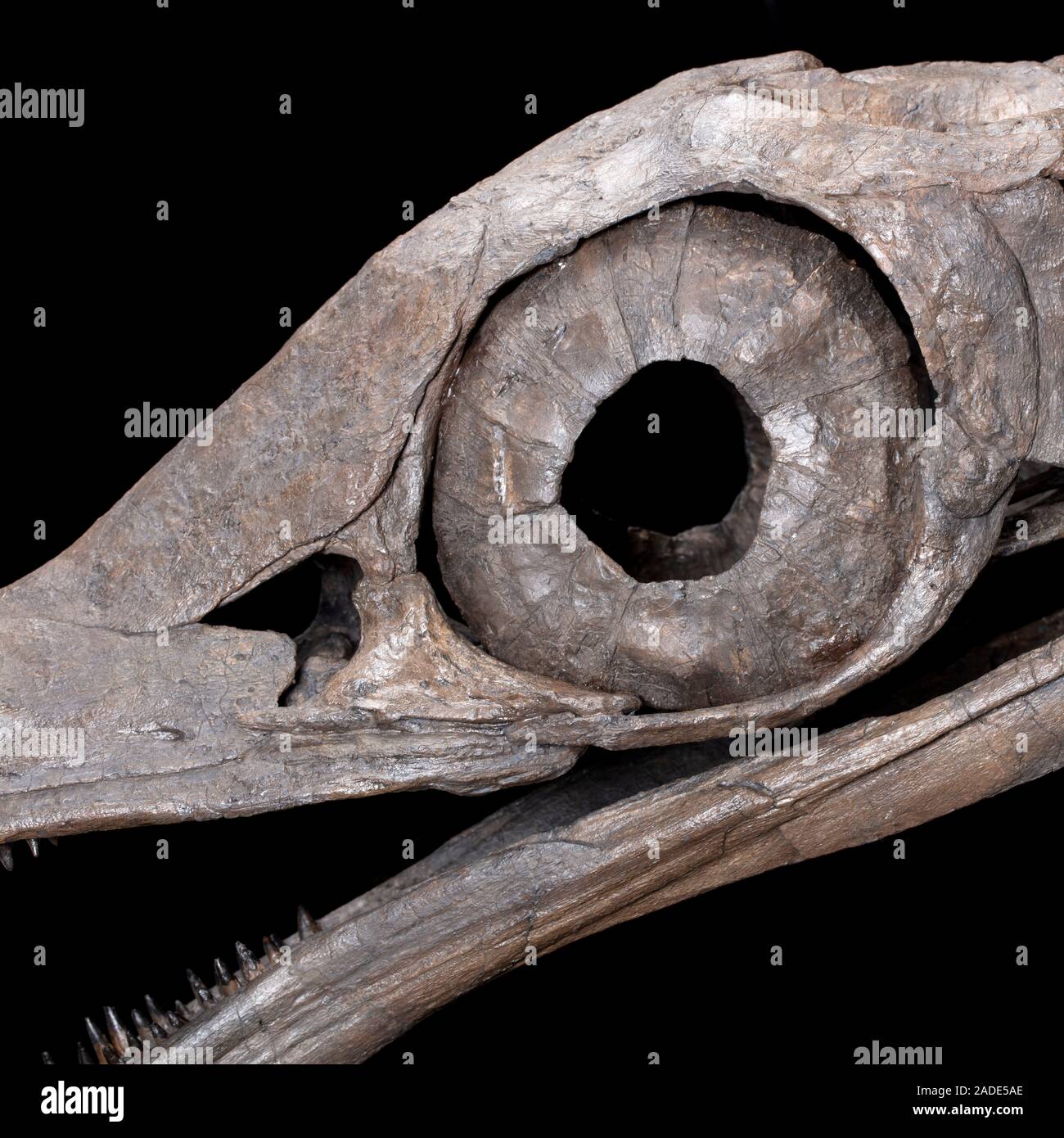 Ichthyosaur (Stenopterygius longifrons) fossil. Close-up of the head of ...