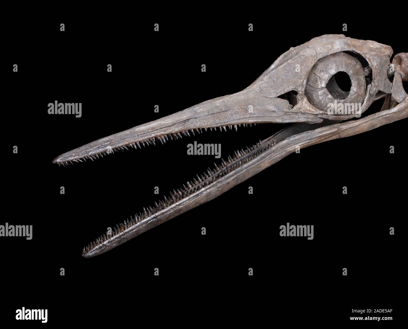 Ichthyosaur (Stenopterygius longifrons) fossil. Close-up of the head of ...