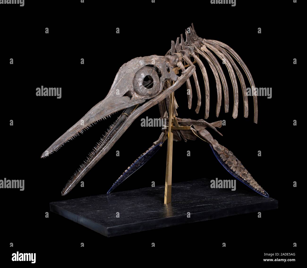 Ichthyosaur (Stenopterygius longifrons) fossil. Rare fossilised skeleton of the front part of an ...