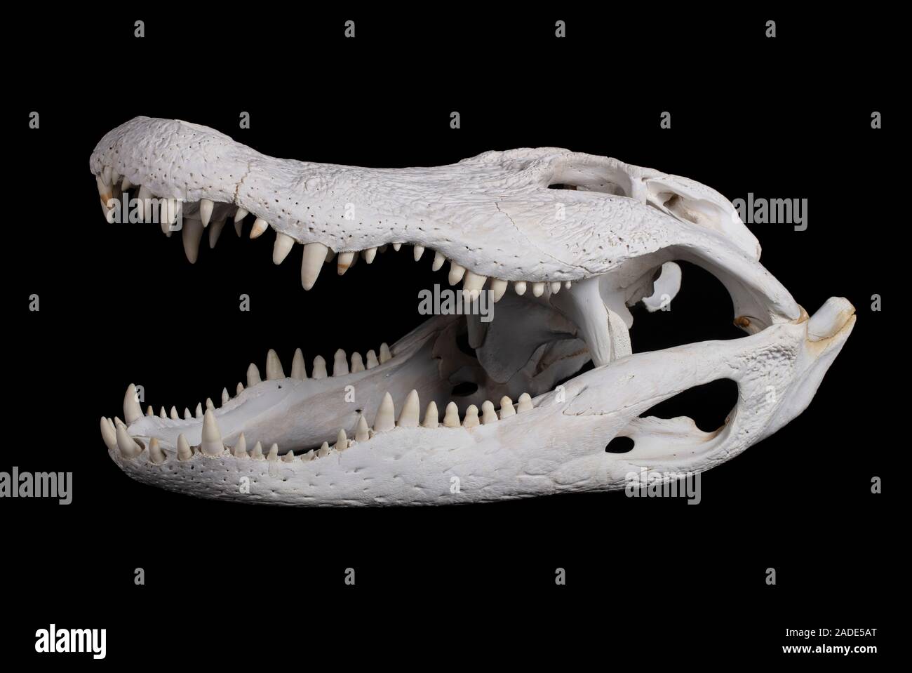 Alligator (Crocodilus mississipiensis) skull. Skull from an American ...