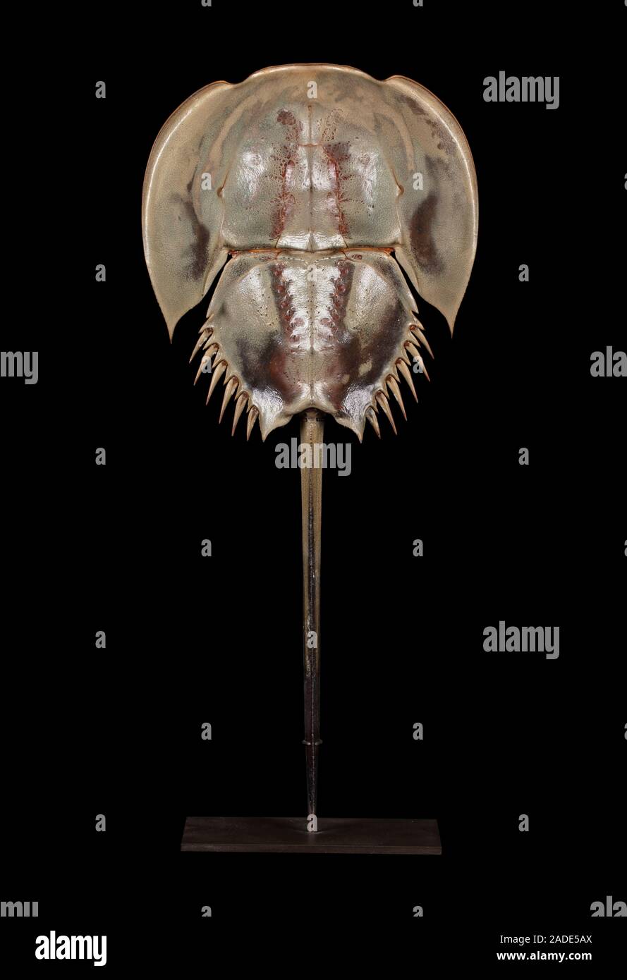 Horseshoe crab. Xiphosuran (horseshoe crab) mounted on a base, showing ...