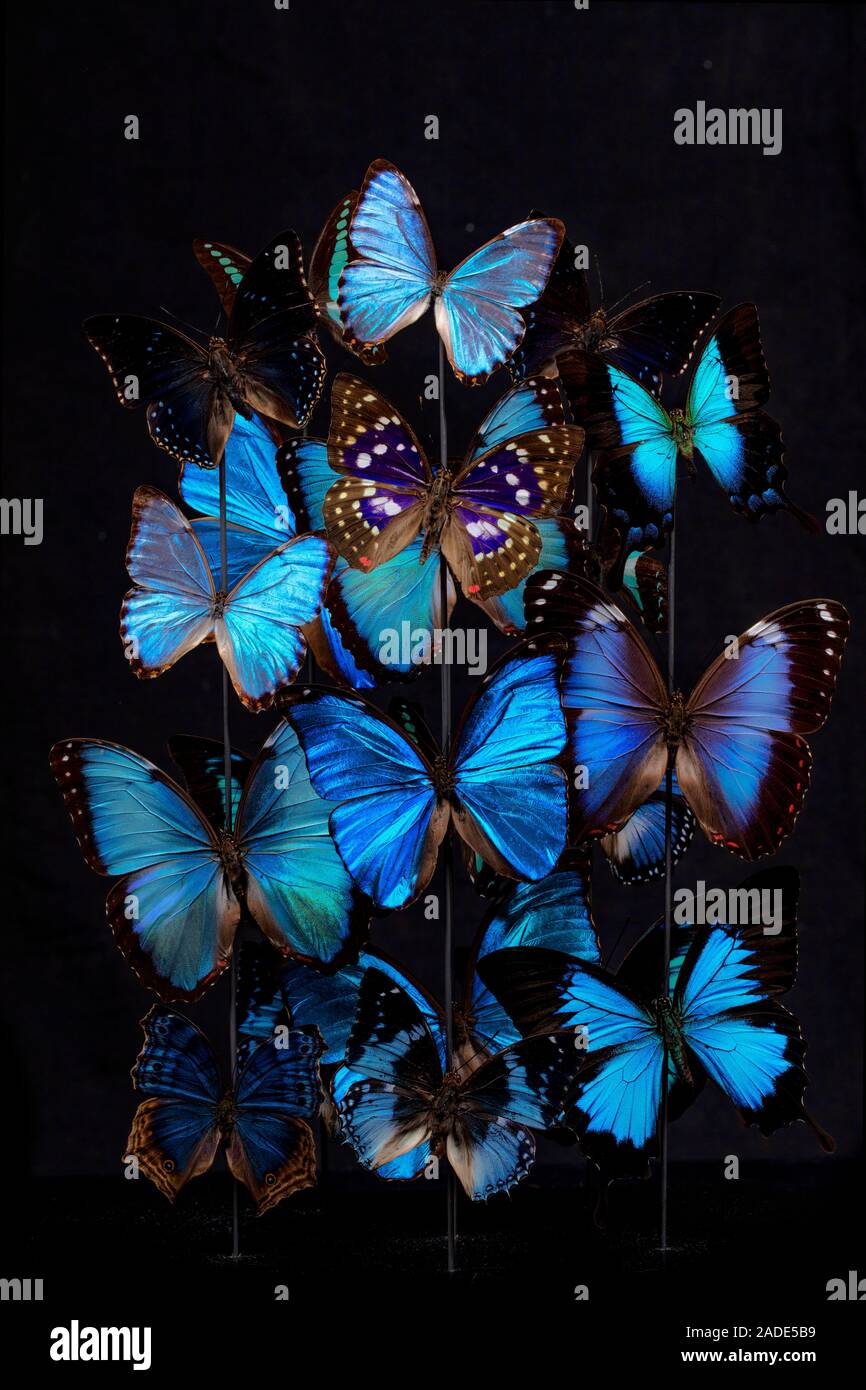 Nymphalid butterfly specimens. Entomological collection of nymphalid ...