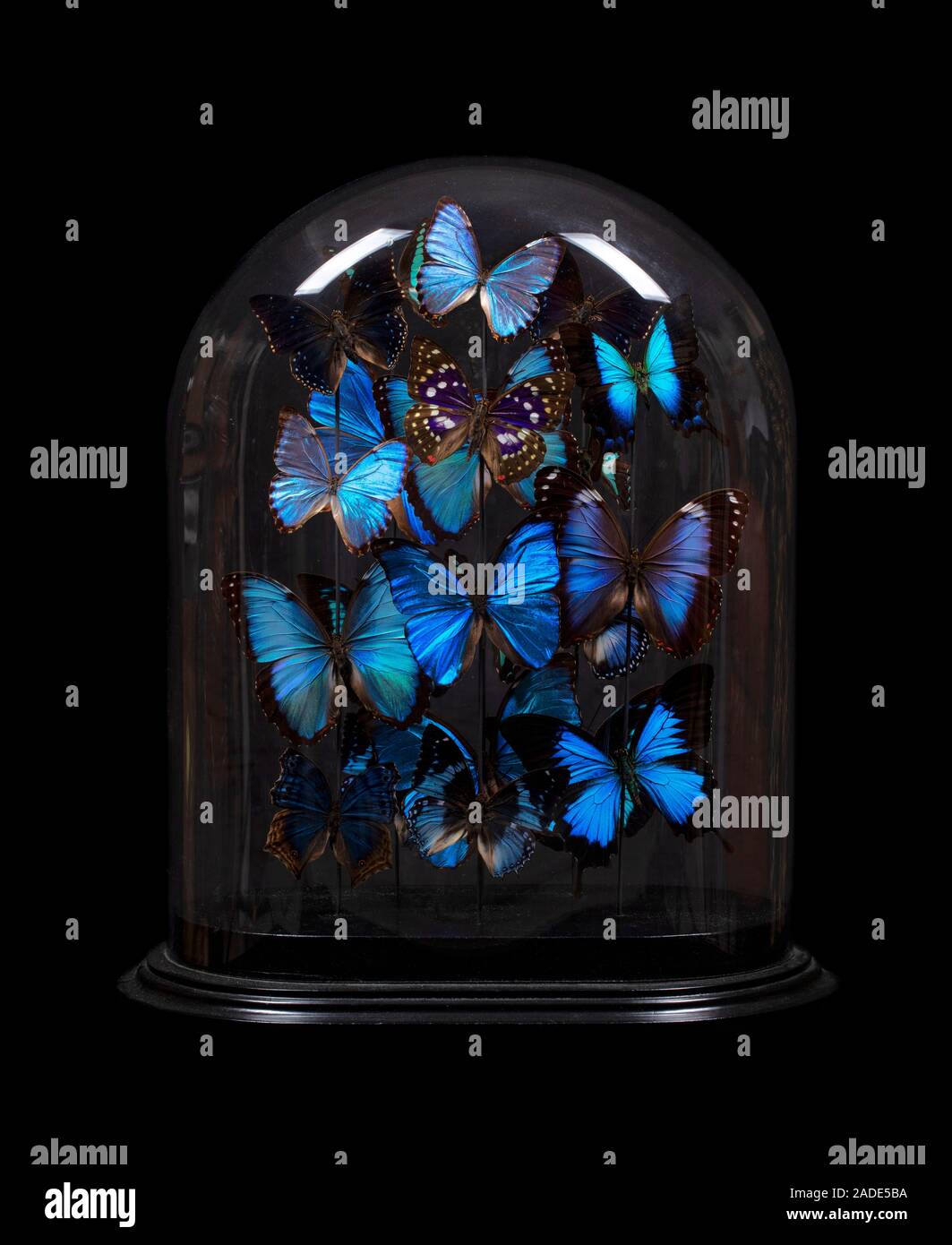 Nymphalid butterfly specimens. Entomological collection of nymphalid ...