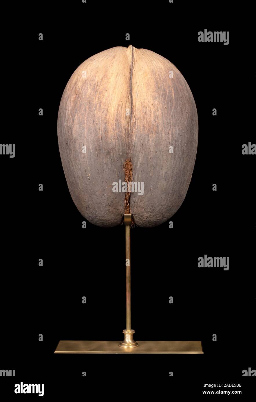 Coco de mer (Lodoicea maldivica) seed. Seed from a coco de mer (sea ...