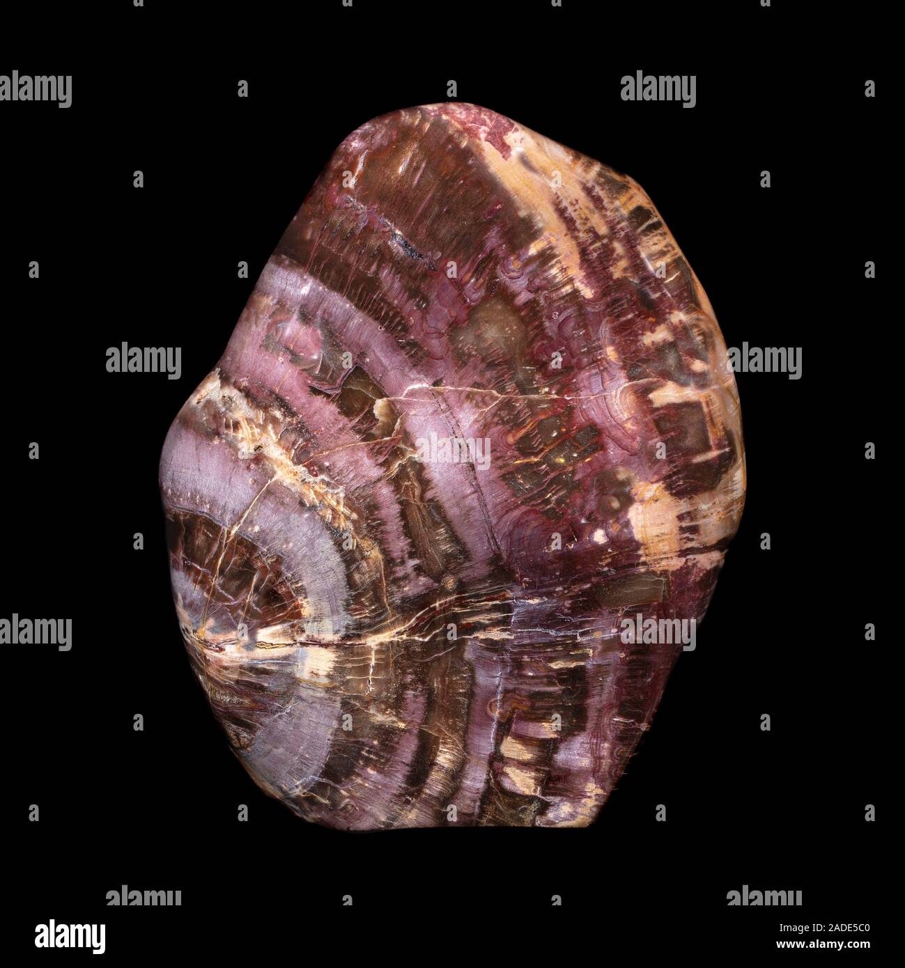 Petrified wood specimen. Block of polished petrified (fossilised) wood ...