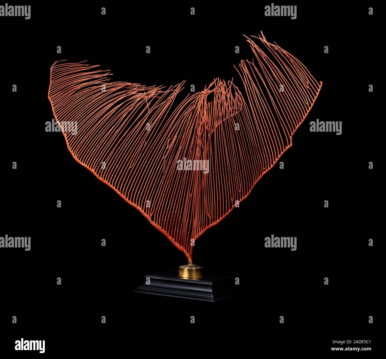 Red whip coral (Ctenocella pectinata). Skeleton of a red whip coral ...